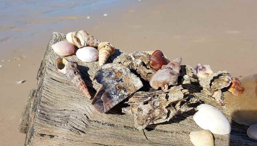 How do shells end up on beaches?
