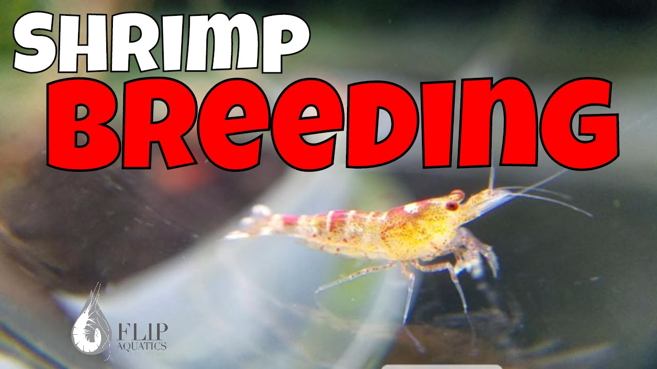 How do shrimps reproduce?