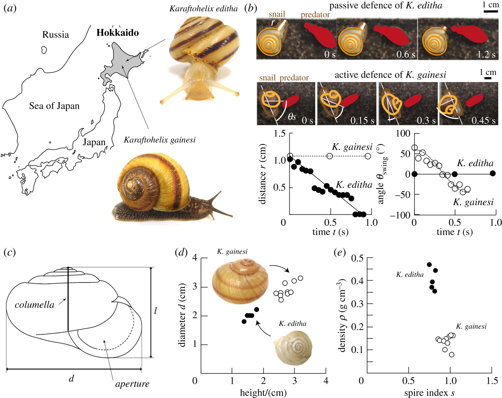 How do snails enlarge their shells?
