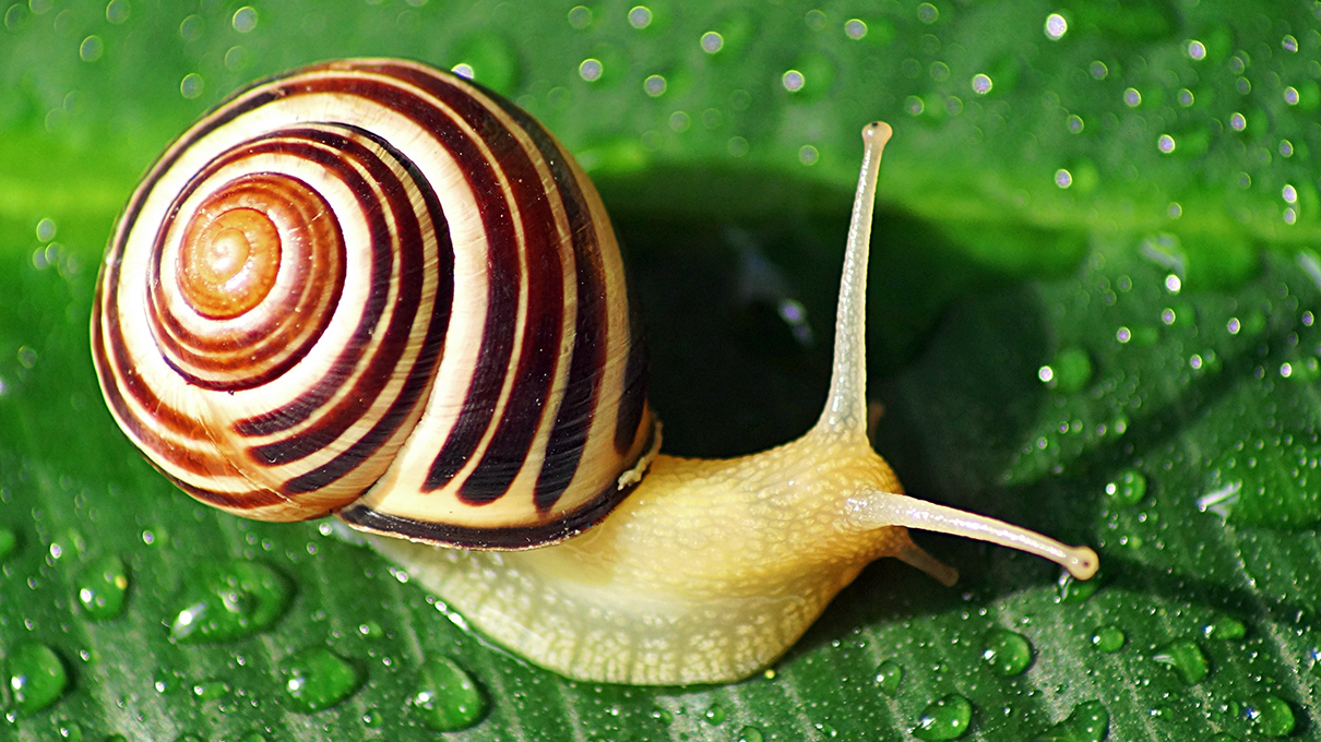 How do snails grow shells?