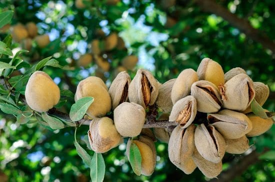 How do they get almonds from trees?