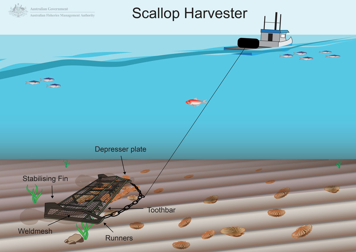 How do they harvest sea scallops?