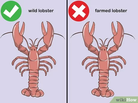 How do they keep lobsters alive in the winter?