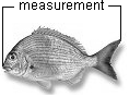 How do they measure fish in NSW?