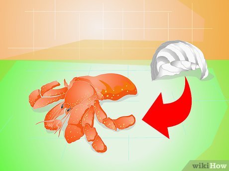 How do u know when a hermit crab is dying?