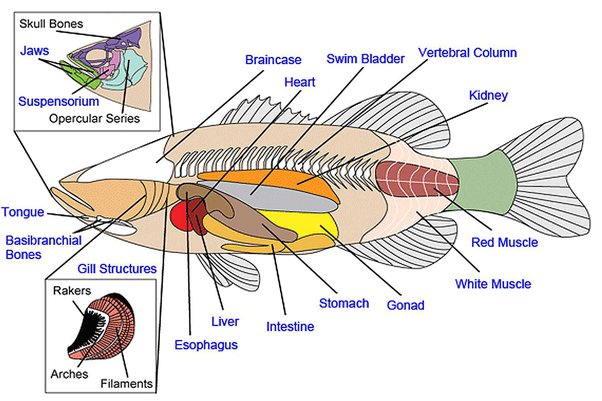 How do vegetarians justify eating fish?