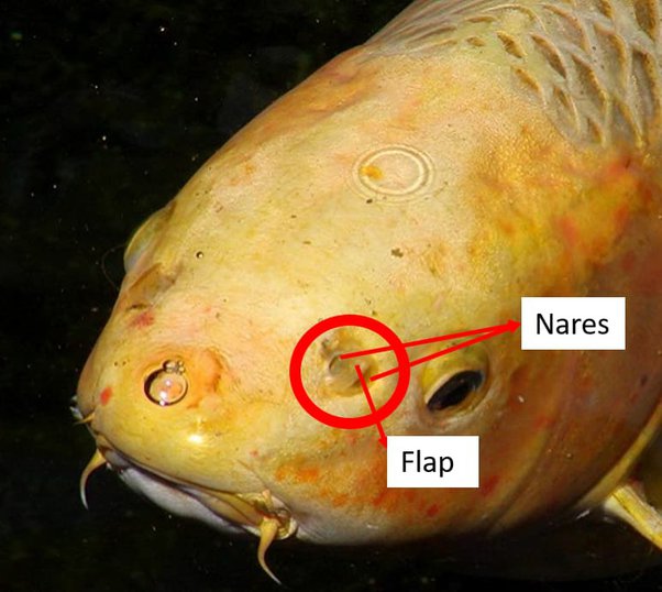 How do we know fish can smell?