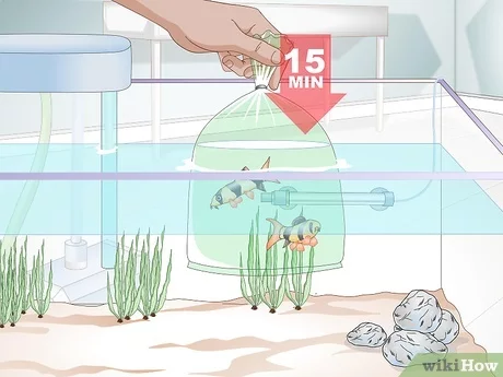 How do you acclimate a fish to a new tank?