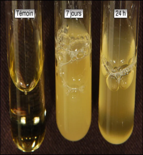 How do you add bacteria to nutrient broth?