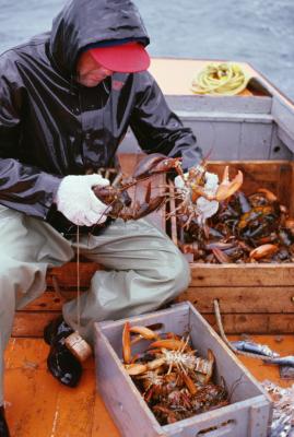 How do you become a lobster fisherman?