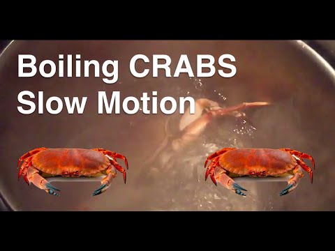 How do you boil live crabs?