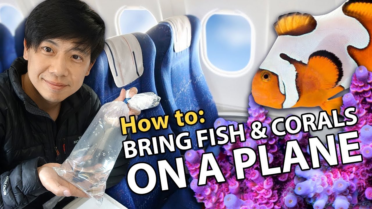 How do you bring a fish home on a plane?