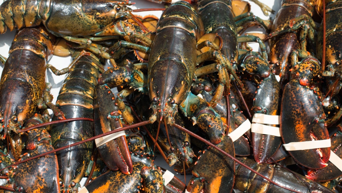 How do you buy a lobster in Maine?