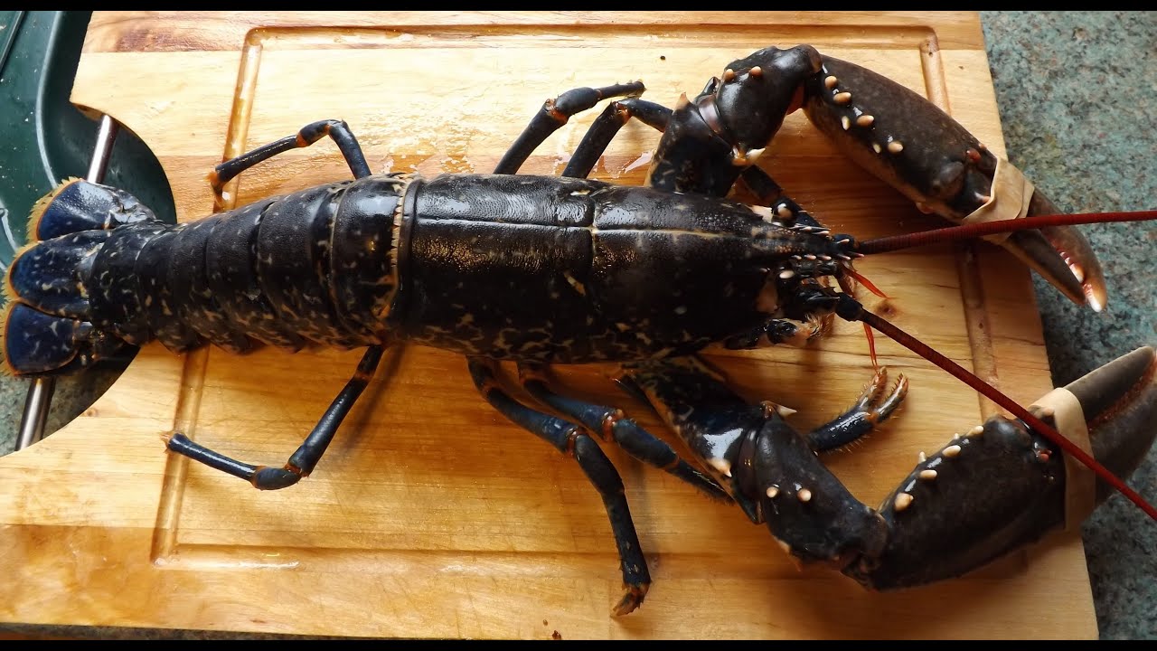 How do you buy and cook live lobster?