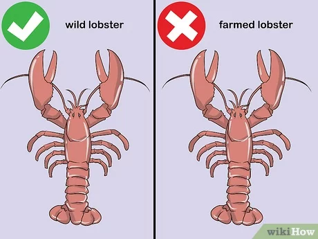 How do you care for a live lobster tank?