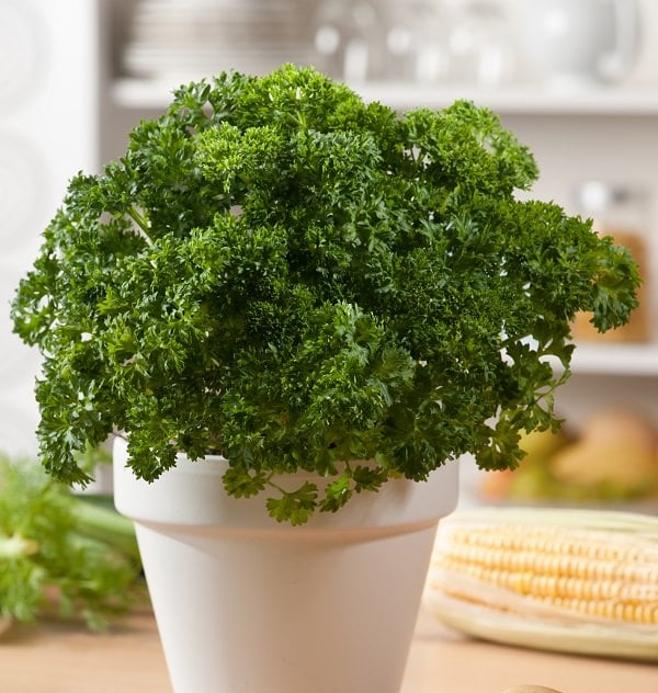 How do you care for potted parsley?