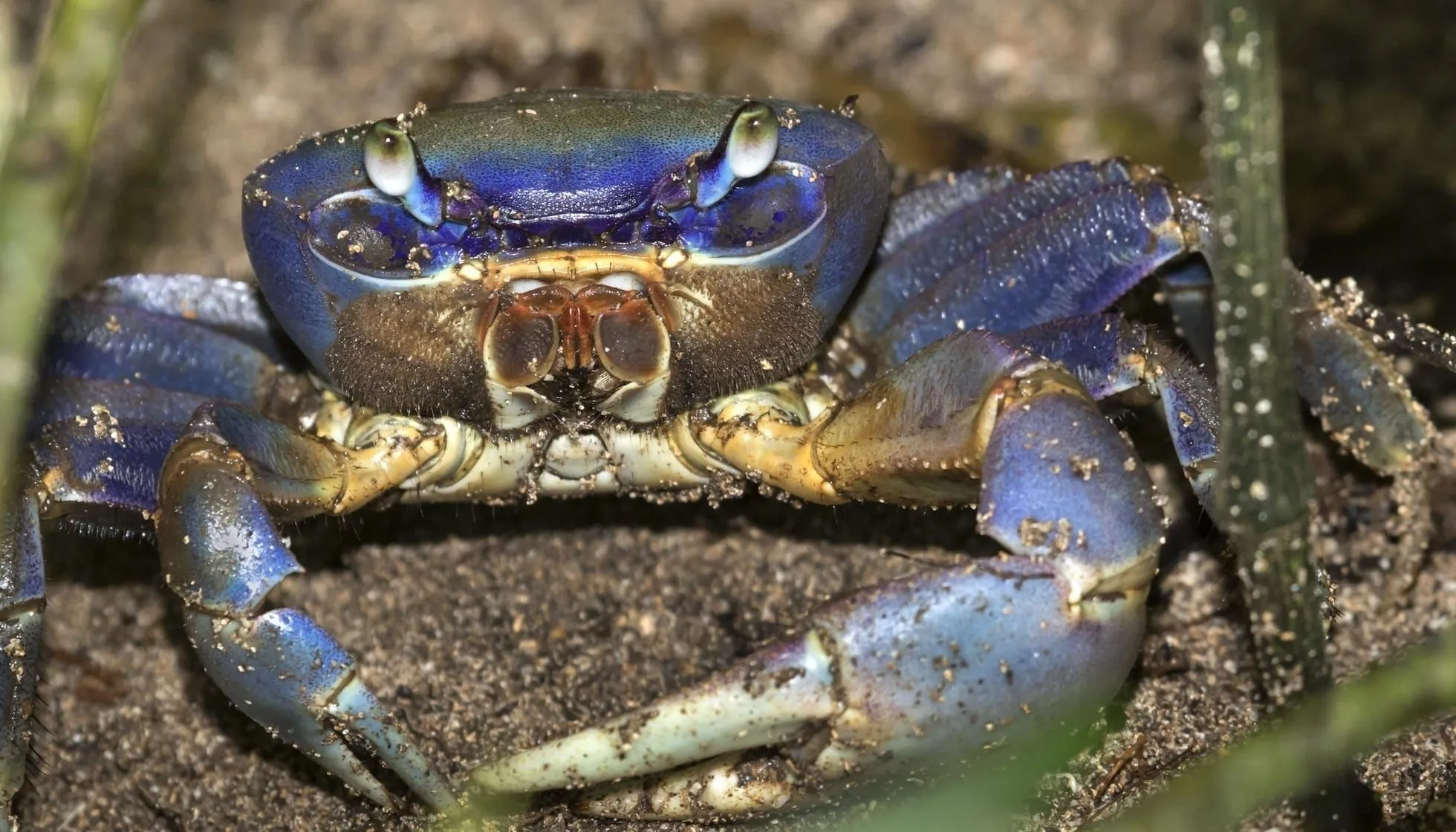 How do you catch blue land crabs in Florida?