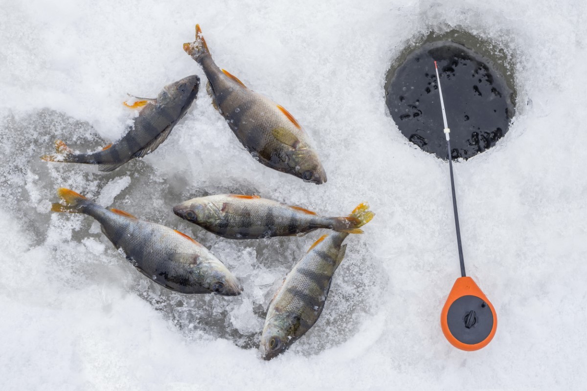 How do you catch fish in the Arctic?