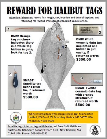 How do you catch halibut in Maine?