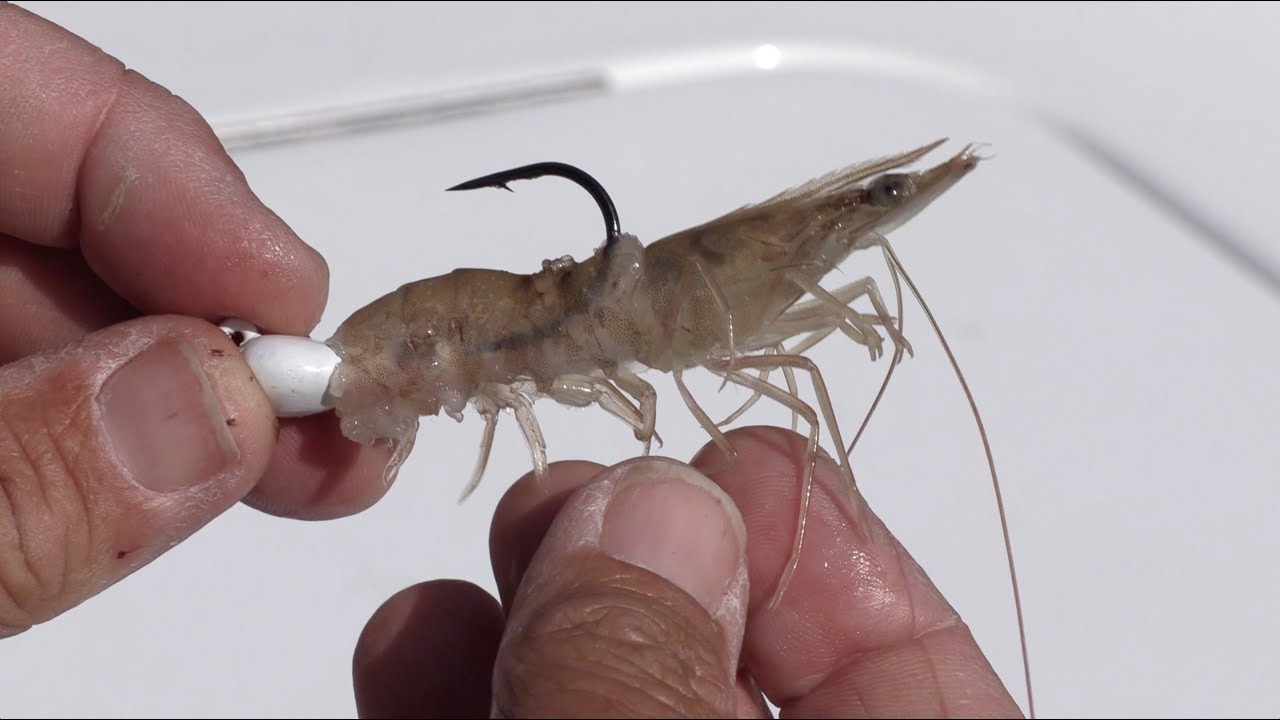 How do you catch live shrimp?