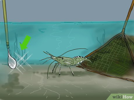 How do you catch prawns from the shore?