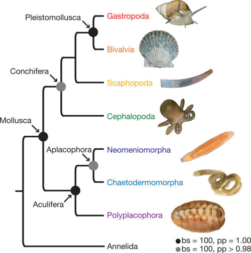 How do you classify molluscs?