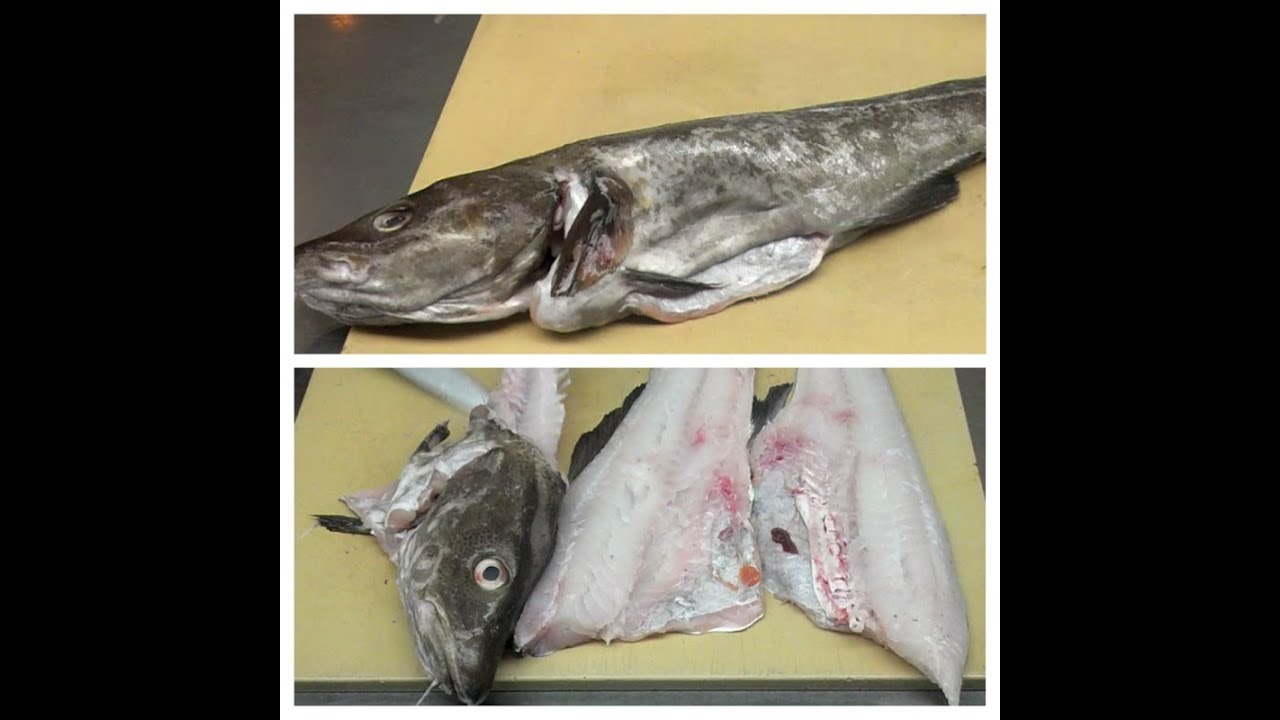 How do you clean cod fish before cooking?