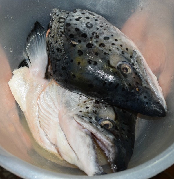 How do you clean salmon heads?