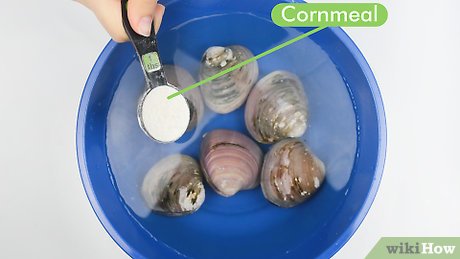 How do you clean shellfish?
