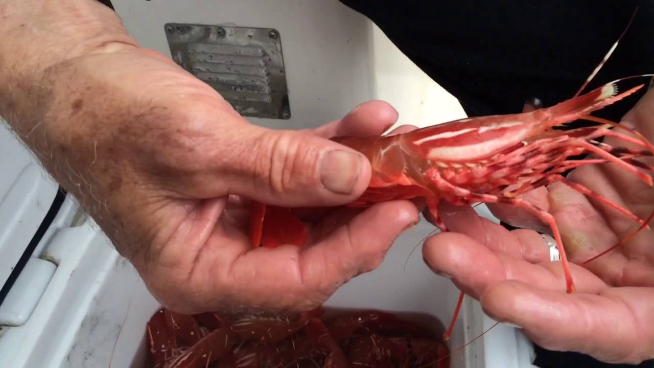 How do you clean spot prawns before cooking?
