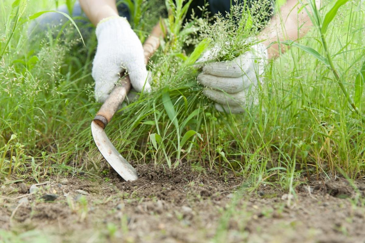 How do you clear a large area of weeds?