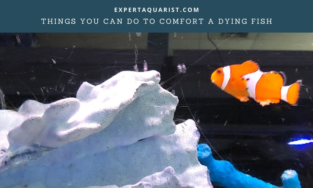 How do you comfort a dying fish?