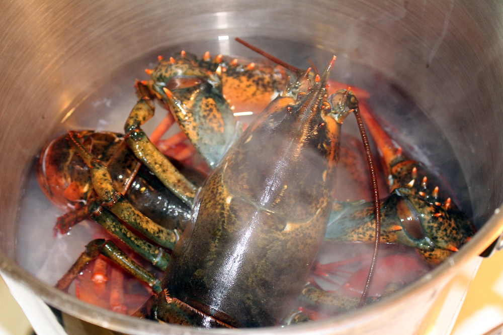 How do you cook a live lobster in a pot?