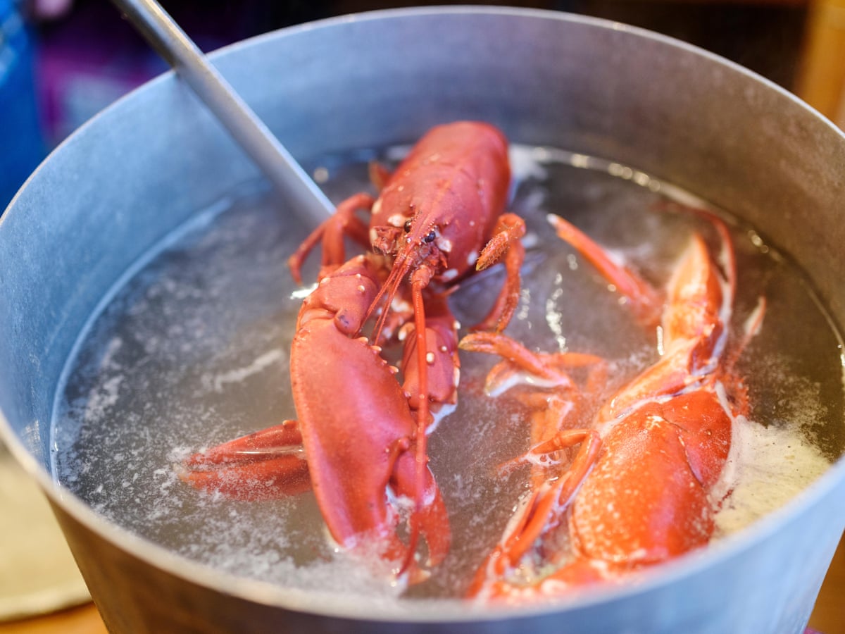 How do you cook live lobsters in boiling water?