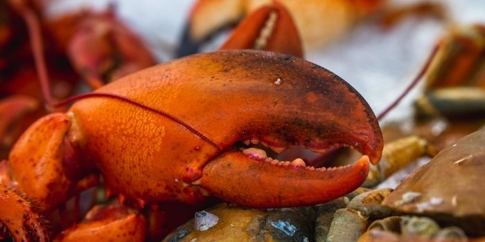 How do you cook previously cooked and frozen lobster claws?