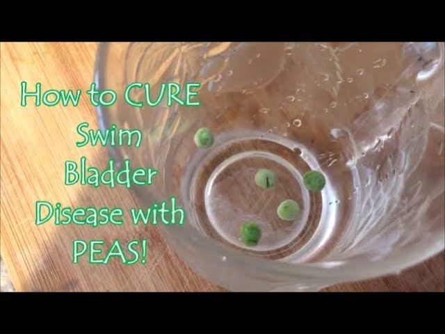 How do you cure swim bladder disease at home?