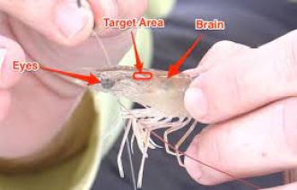 How do you cut a live shrimp without it falling apart?