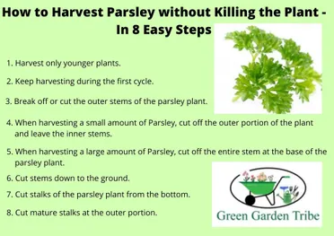 How do you cut parsley without killing the plant?