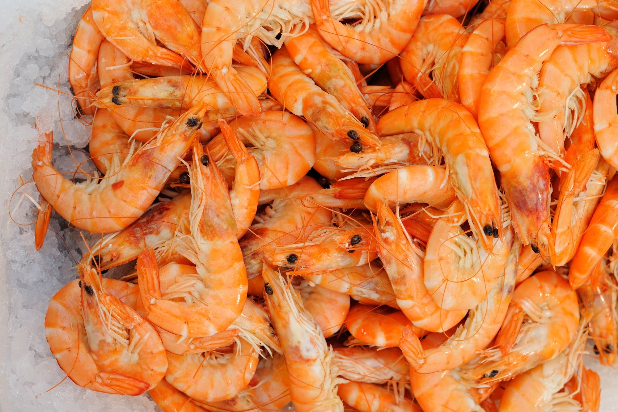 How do you describe fresh shrimps?