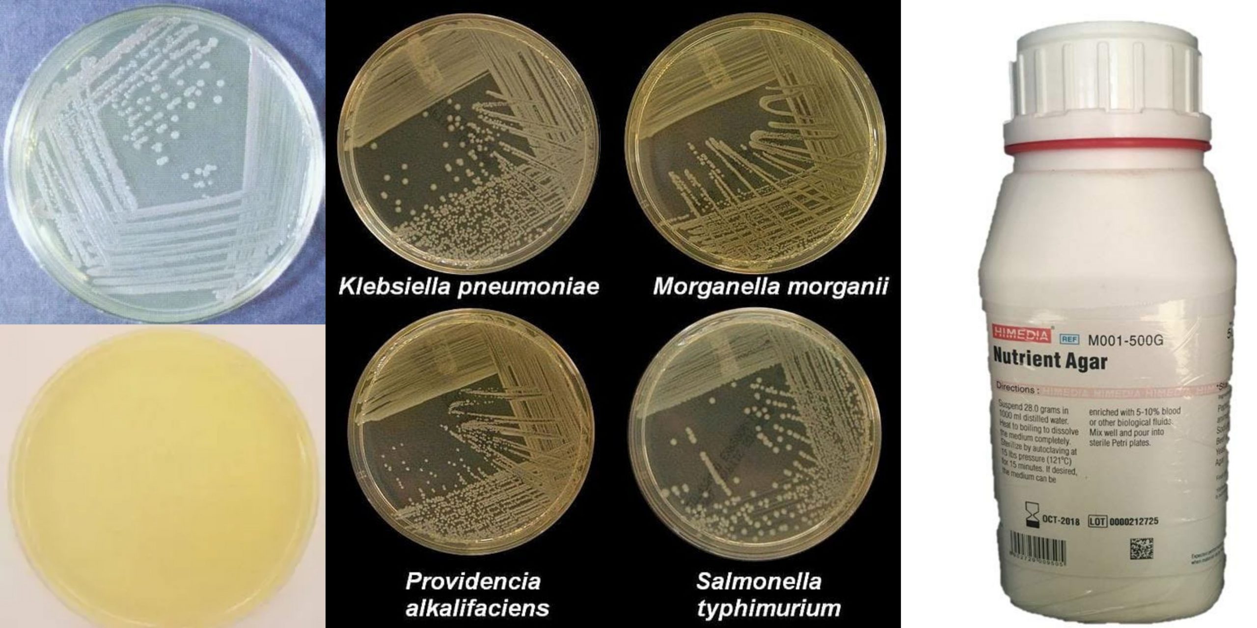 How do you dispense nutrient agar?