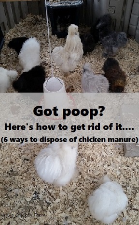 How do you dispose of chicken poop?