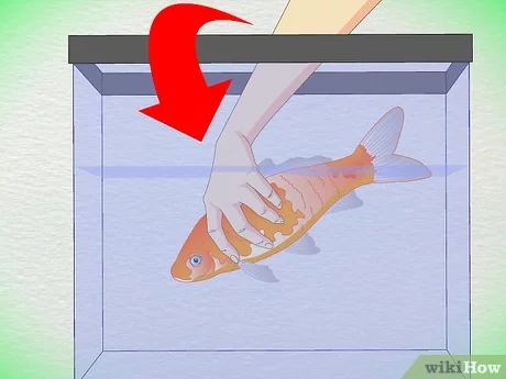 How do you dispose of fish blood?