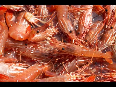 How do you eat raw spot prawns?