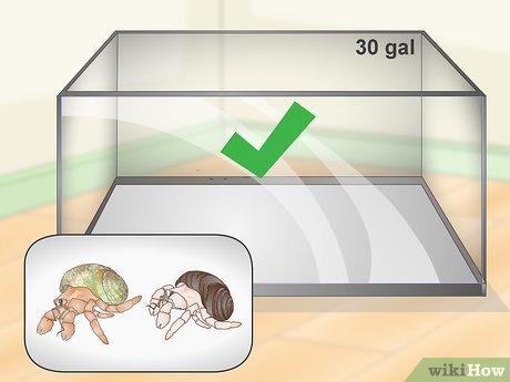 How do you entertain a hermit crab?