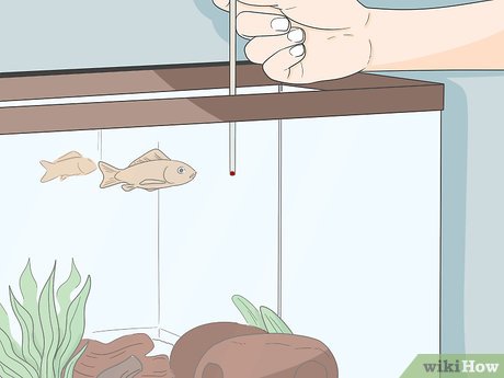 How do you entertain a pet fish?
