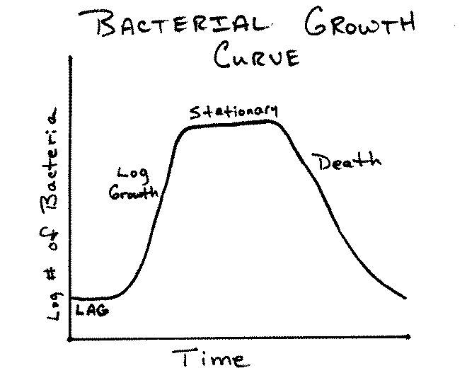 How do you explain bacterial growth?