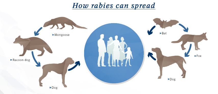 How do you fight rabies?