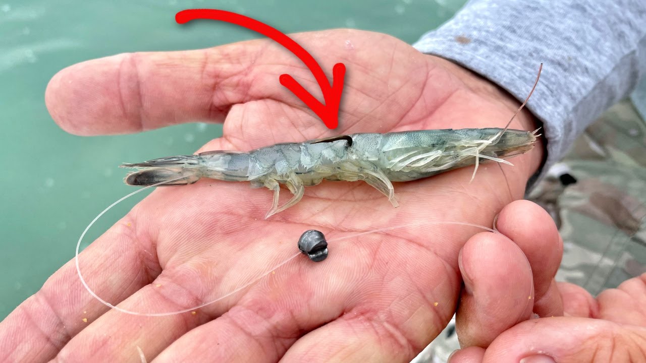 How do you fish for live shrimp with Dead Shrimp?