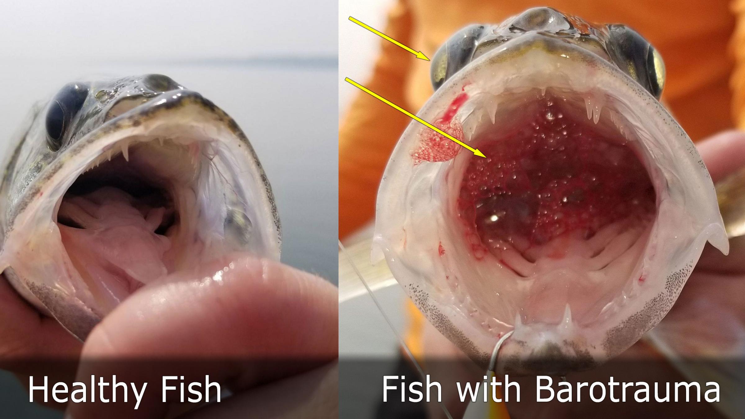 How do you fix barotrauma in fish?