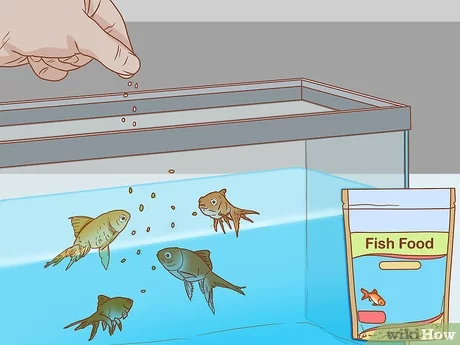 How do you fix fins on a goldfish?